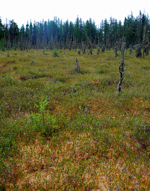 Muskeg | The Canadian Encyclopedia